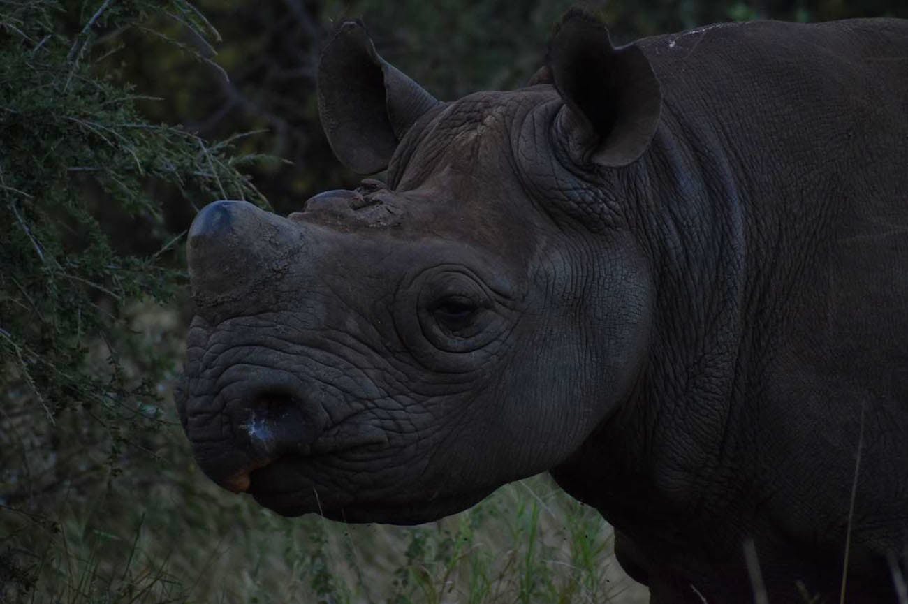 Bundox Explorer Camp: A Glamping Safari in The Greater Kruger ...